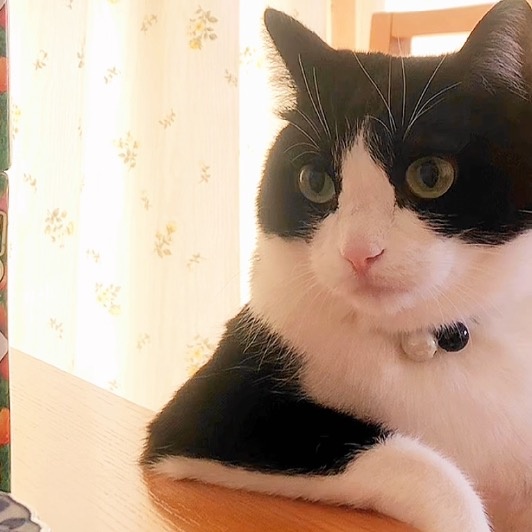 Unraveling the Secret World of Stranger Cat: Unlocking Mysteries and ...