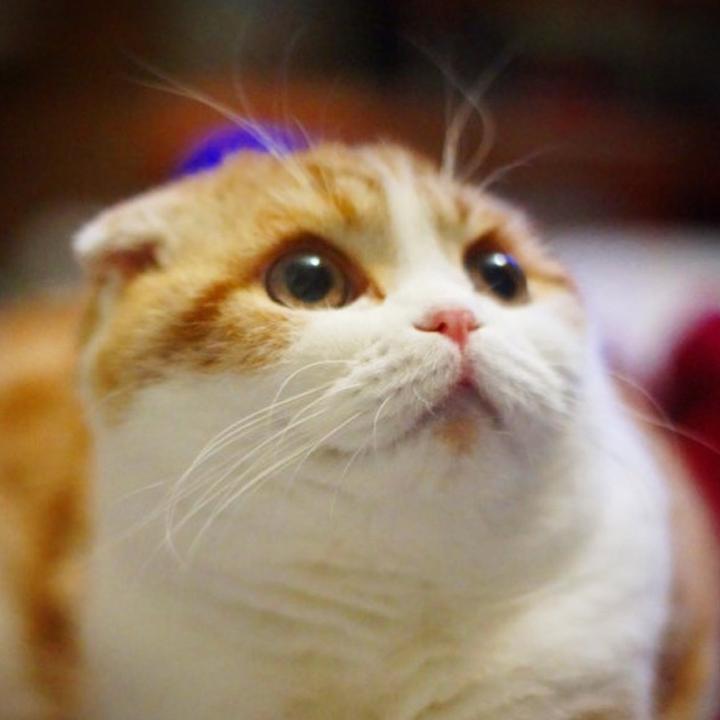 Waffles the Cat - @ wafflescute TikTok Analitik | Profil, video & tagar ...