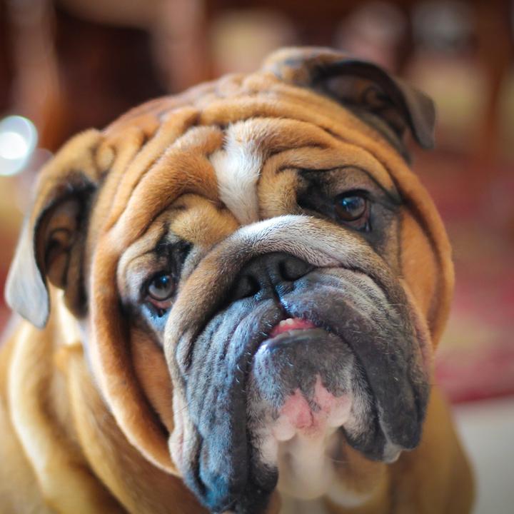 Tyson & Howie - @mayortyson TikTok Analytics | Profile, videos ...