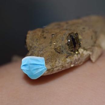 Reptile Hoarder - @exotic_pets TikTok Analytics | Profile, videos ...