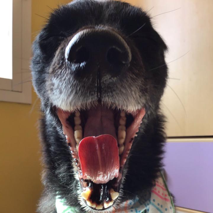 yaki_dog - @yaki_dog TikTok Analytics | Profile, videos & hashtags | Exolyt