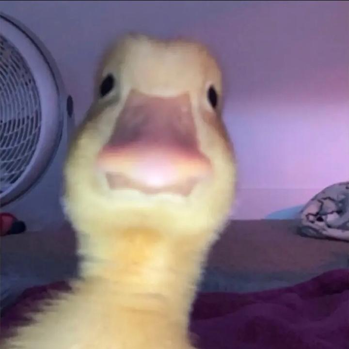 typisch.jasiii - @typisch.jasiii TikTok Analytics | Profile, videos ...