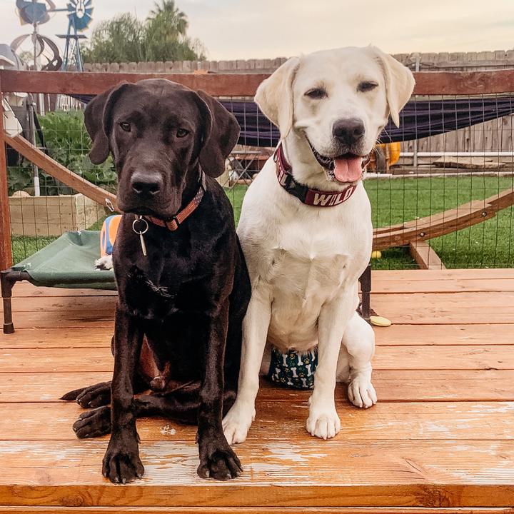 🦄 @everest_the_lab - Everest & Yeti - TikTok