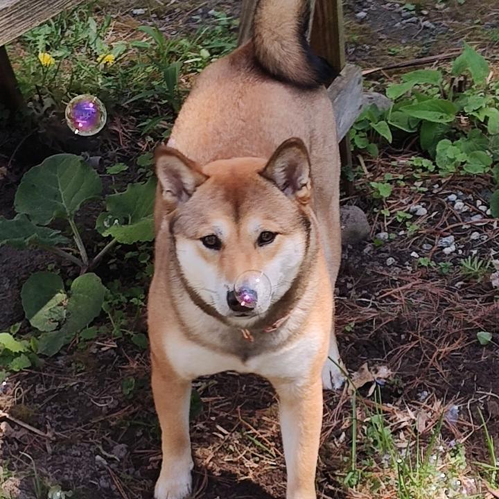 🦄 @deathsdragonfly - Stacey Post - TikTok