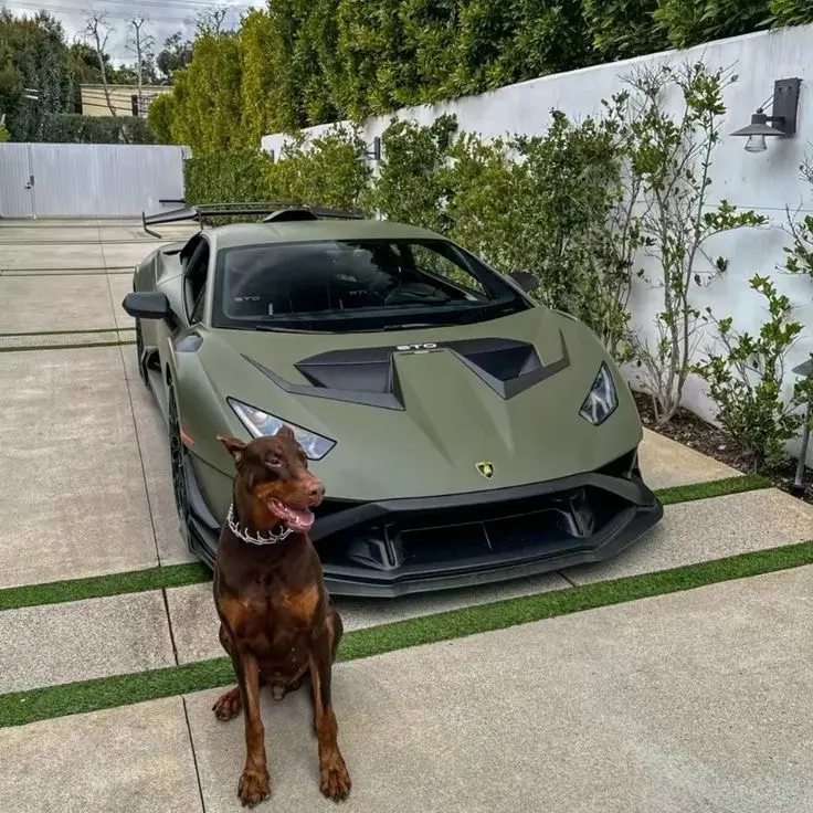 Taaymar🥇 - @taaymar_ TikTok Analytics | Profile, videos & hashtags | Exolyt