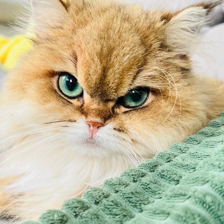 🦄 @sweetyumicat - Sweet Yumi Cat - TikTok