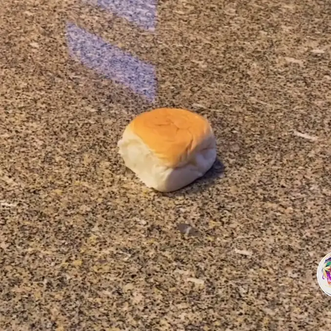 Bread - Analíticas de TikTok de @that_bread_account | Perfil, videos ...