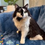 Originalton - phoebethechkitty - Phoebe the CH Kitty - Tiktok videos ...